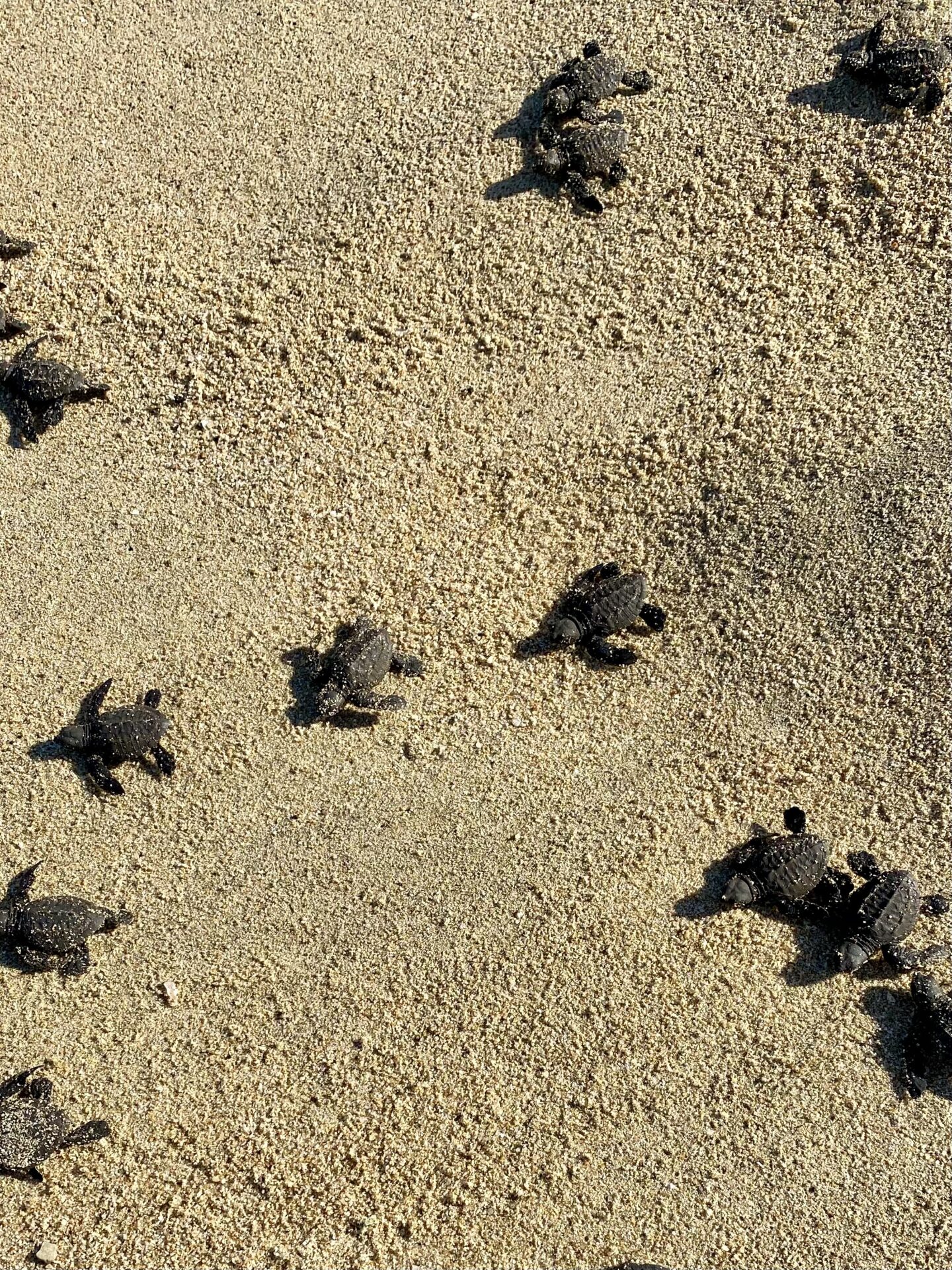 Gallery | Casa Melissa: Oceanfront Villa with Infinity Pool & Tennis Court